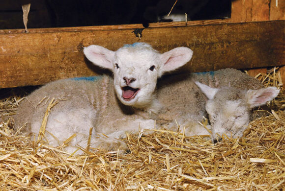 A guide to rearing orphaned lambs – New Era