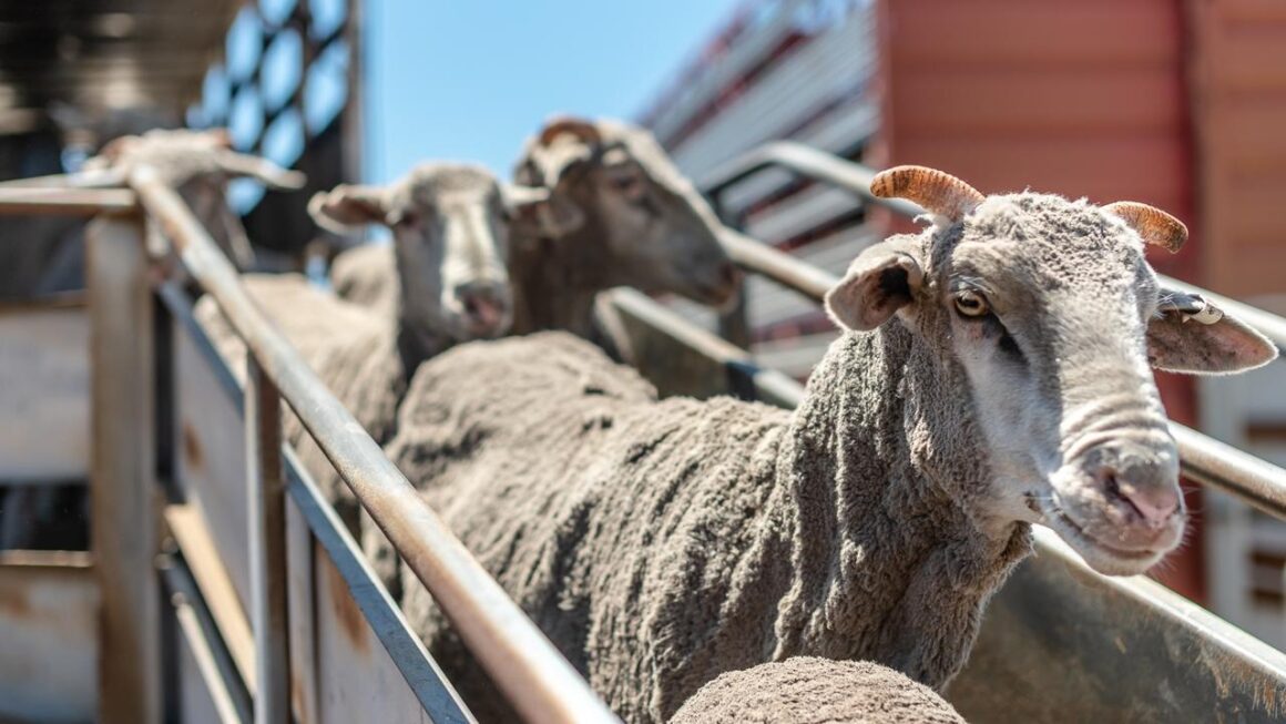 Namibia’s livestock sector remains resilient …improved exports despite ...