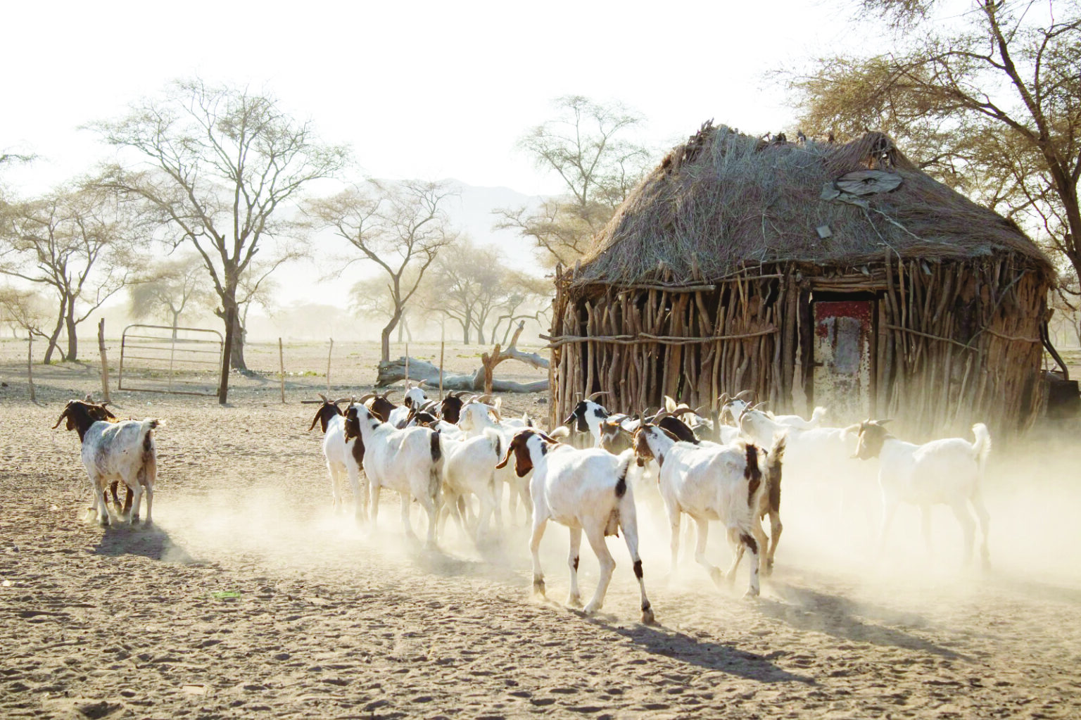Govt acquires N$70m farms for communal farmers … Aminuis, Ovitoto ...