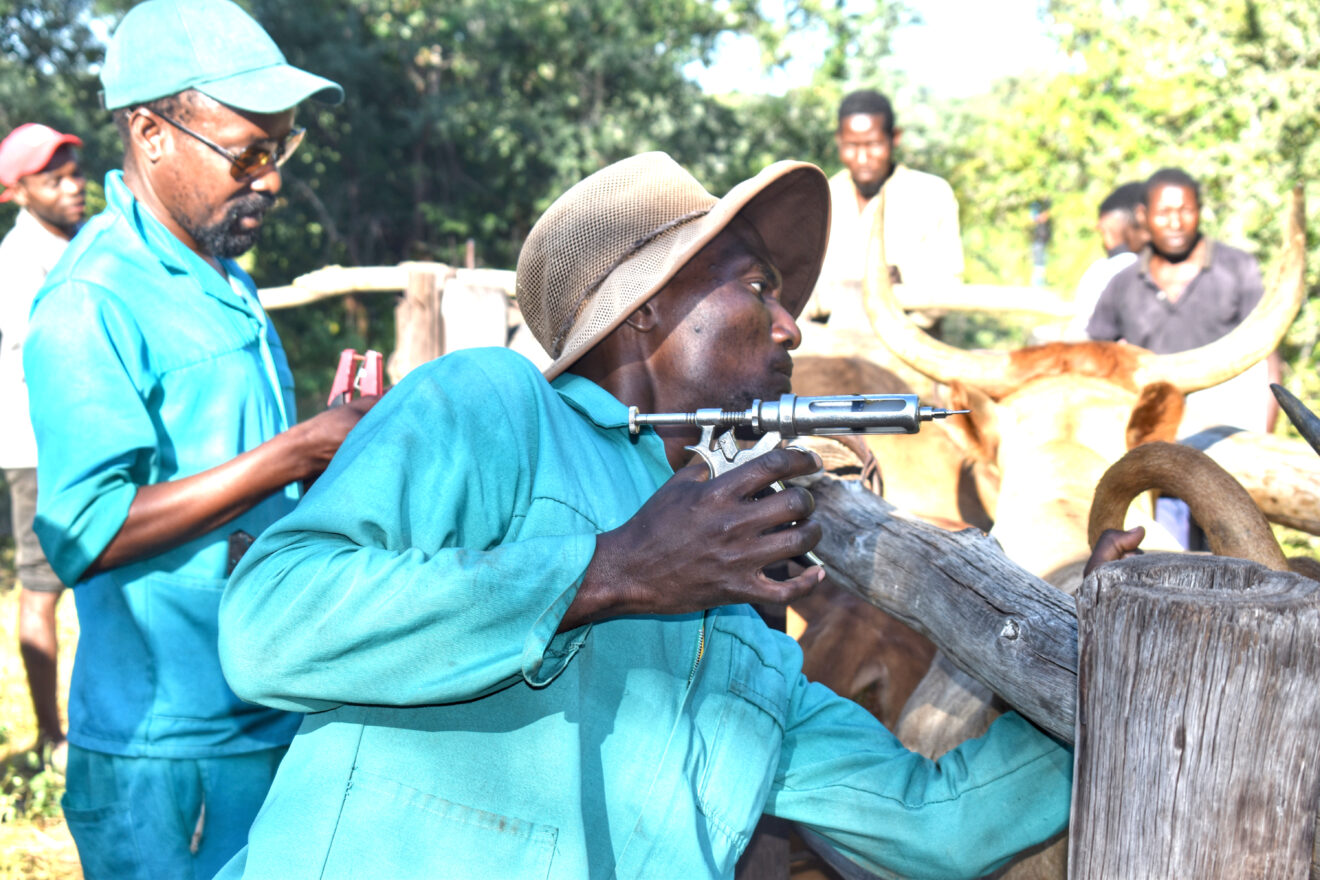 Omaheke procures lumpy skin vaccines worth N$200 000 …local farmers ...