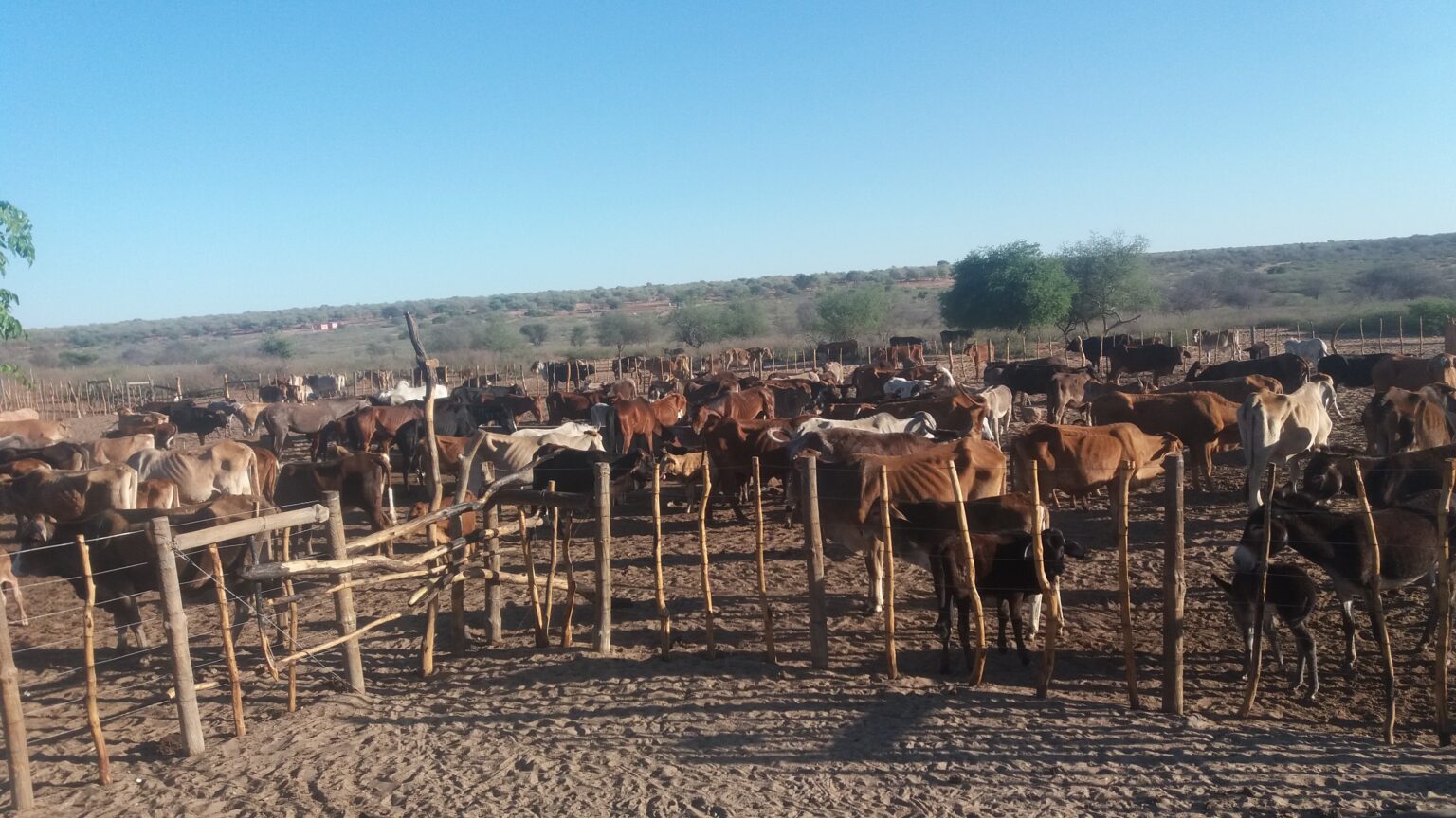 Livestock theft strips Omaheke economy of millions – New Era