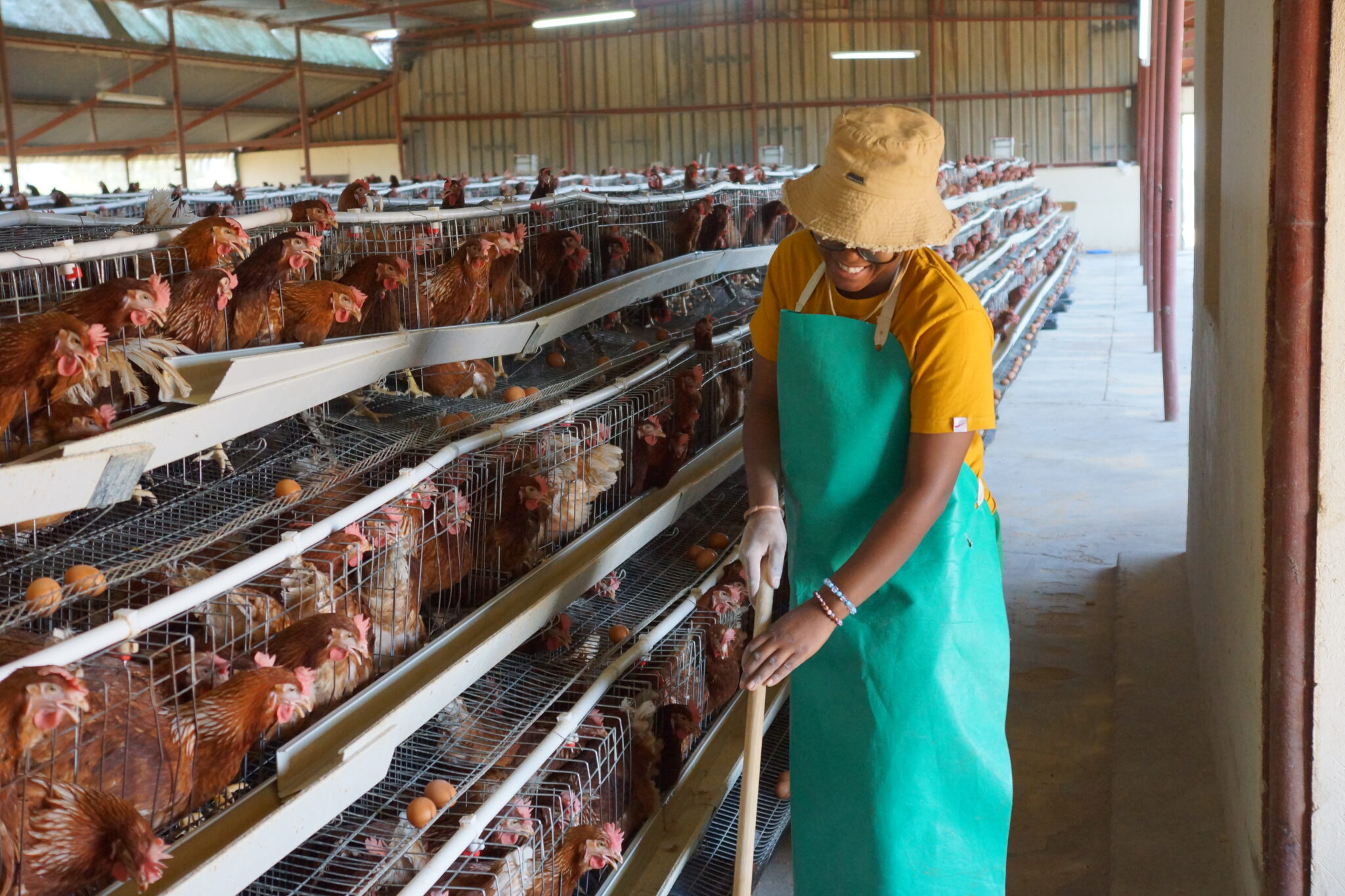 Farmers’ Kraal with Hanks Saisai – Key success factors for chicken ...